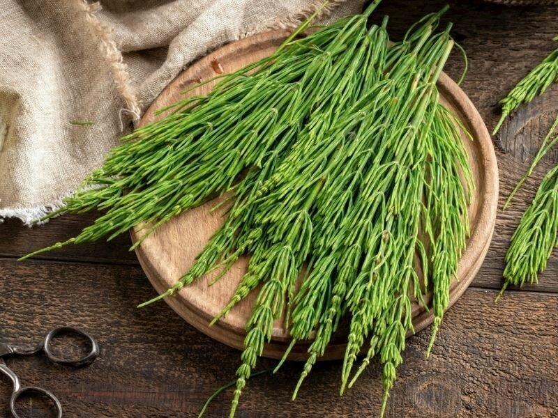 Kırkkilit Otu Nedir, Faydaları Nelerdir ve Nasıl Kullanılır?